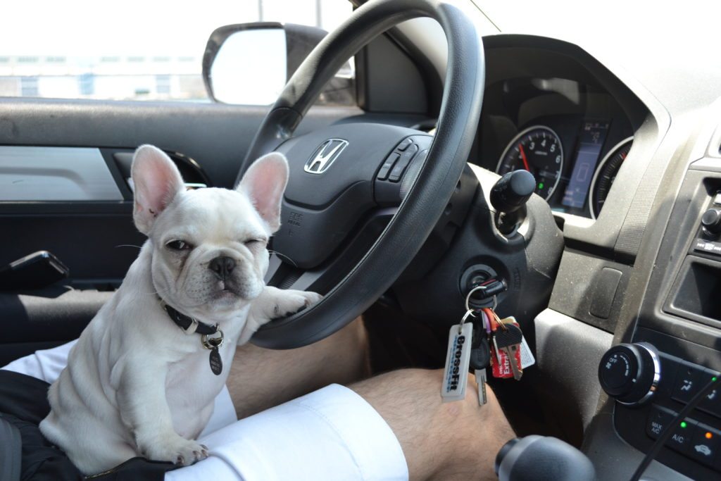 Wag Wednesday: Matt and Priscilla Kuscher & Yeyo and Chichi - Miami ...