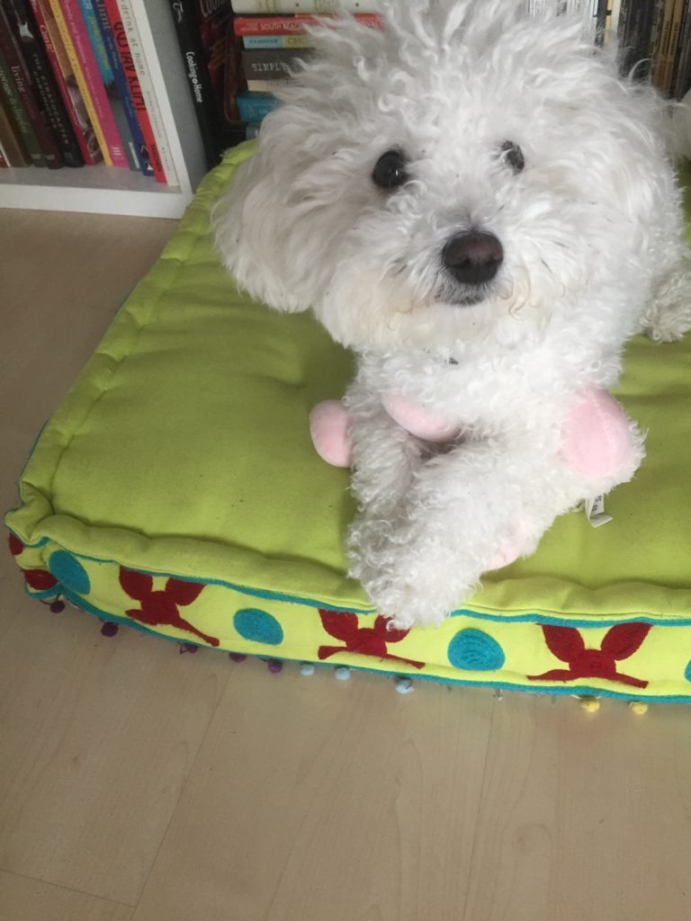 Wag Wednesday: Johnny and Ainsley Tsokos & Lamb Chop - Miami Food Pug