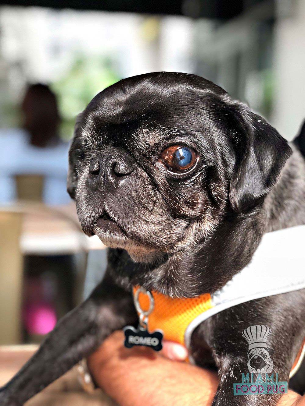 Pilo's Street Tacos: A Brickell Gem - Miami Food Pug